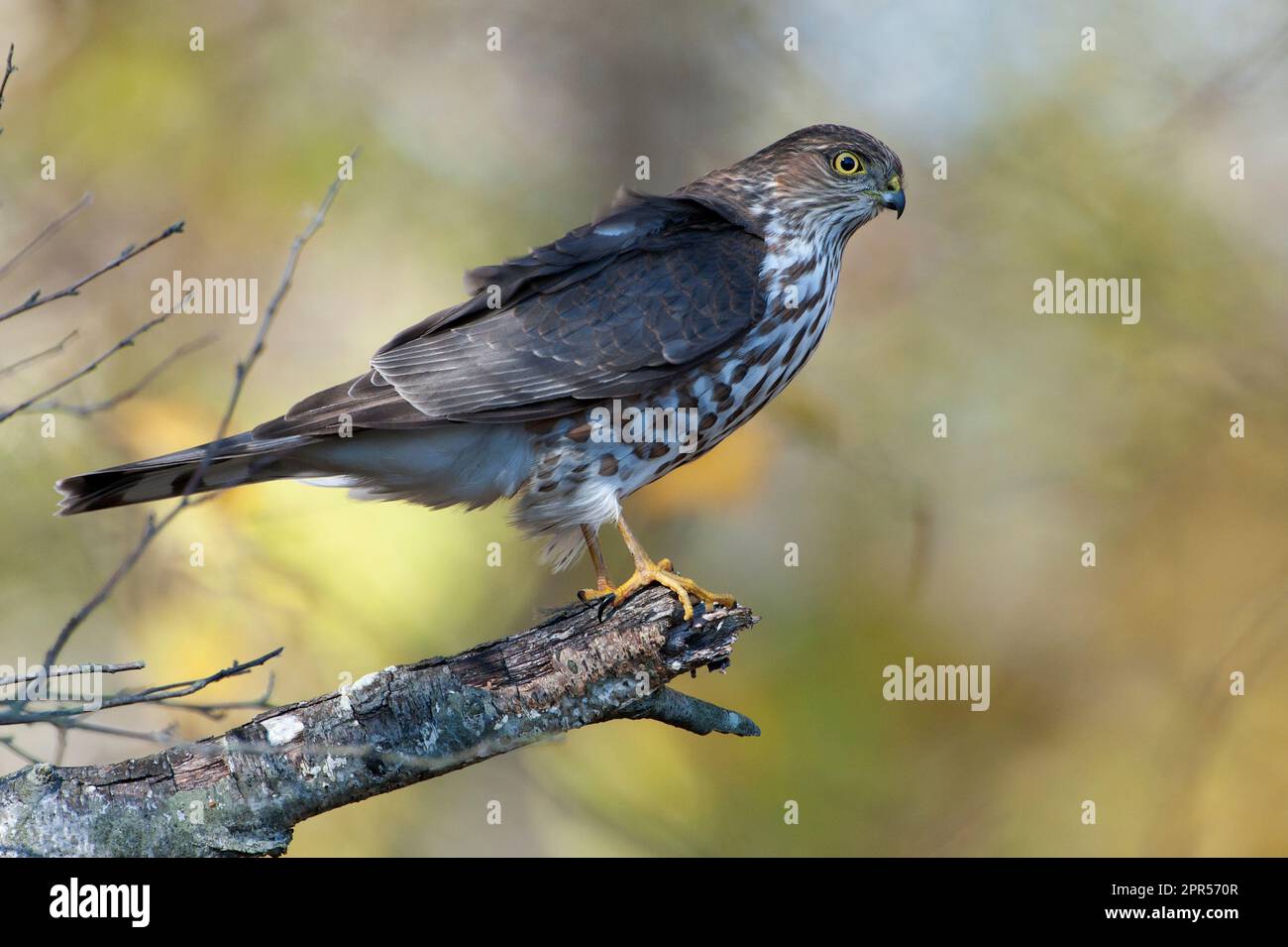 Sharp-shinned hawk during autumn migration Stock Photo - Alamy