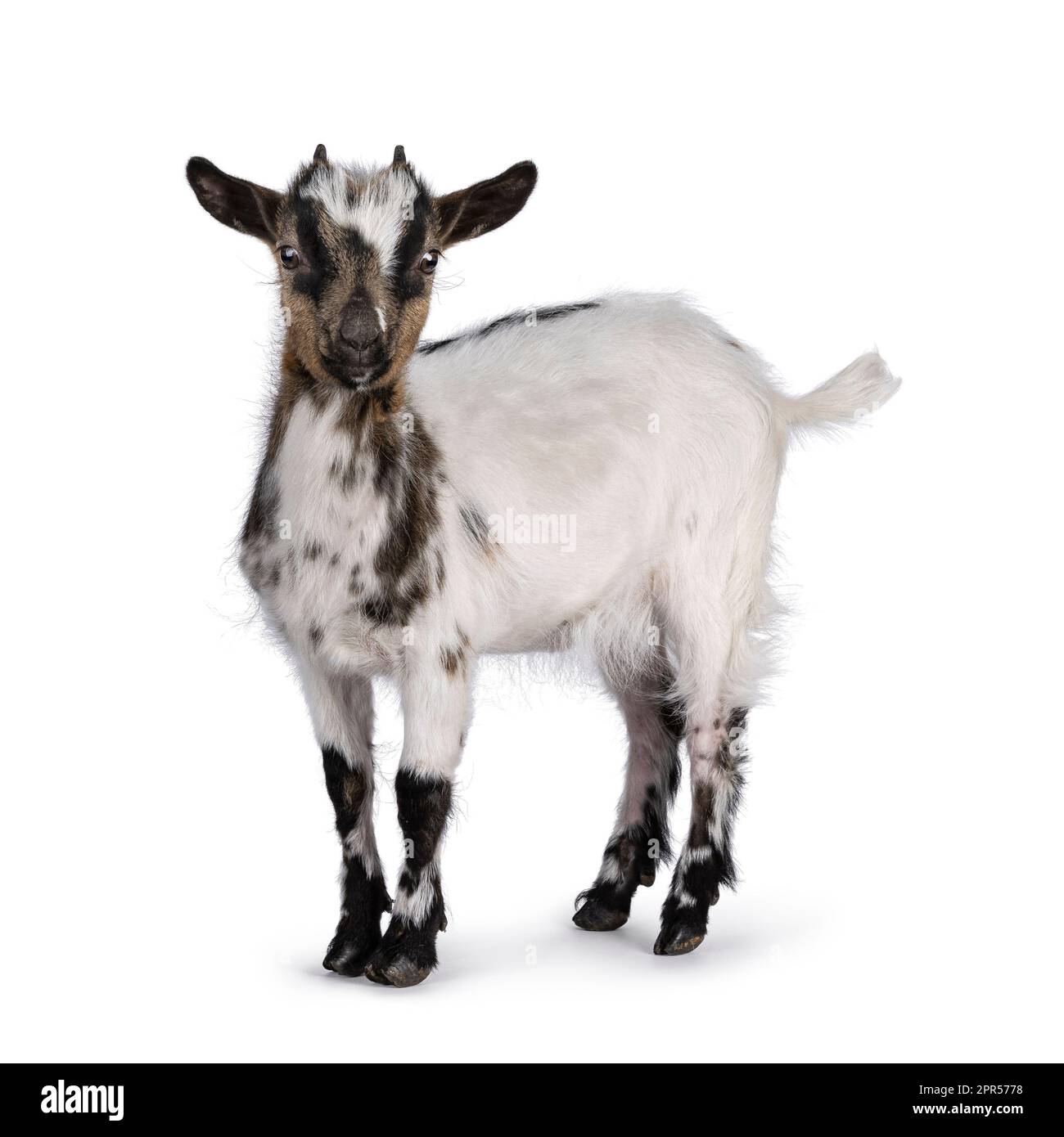 Cute white with brown Pygmy goat, standing side ways facing camera ...