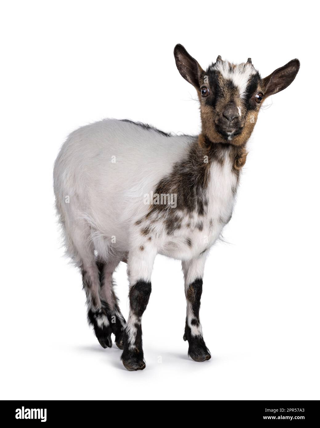 Cute white with brown Pygmy goat, standing side ways facing camera ...