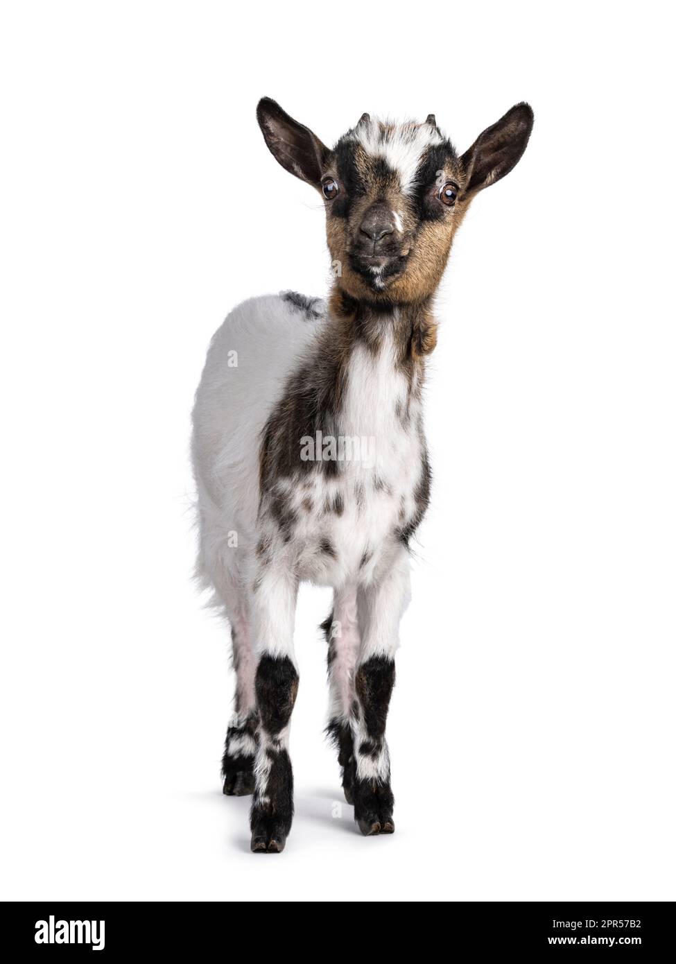 Cute white with brown Pygmy goat, standing facing front. Looking ...