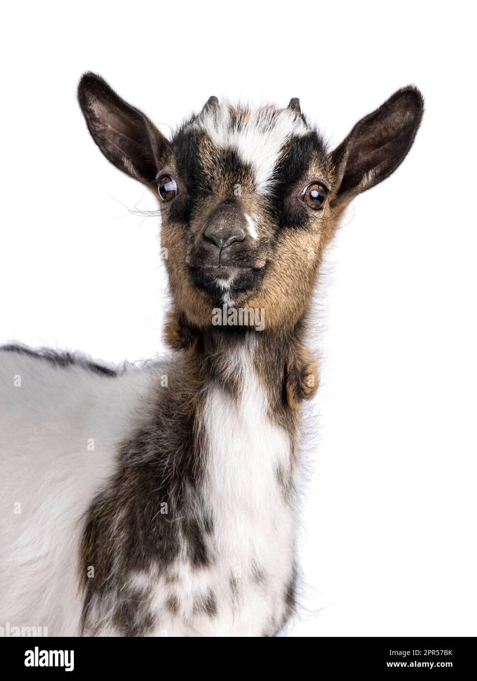 Head shot of cute white with brown Pygmy goat, standing side ways ...