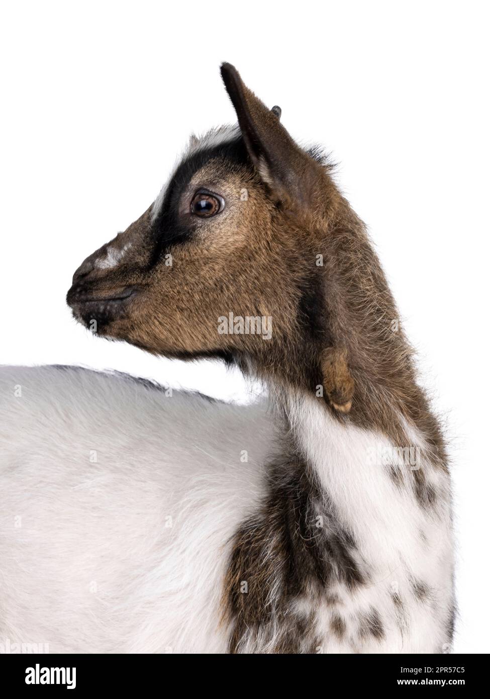 Head shot of cute white with brown Pygmy goat, standing side ways ...