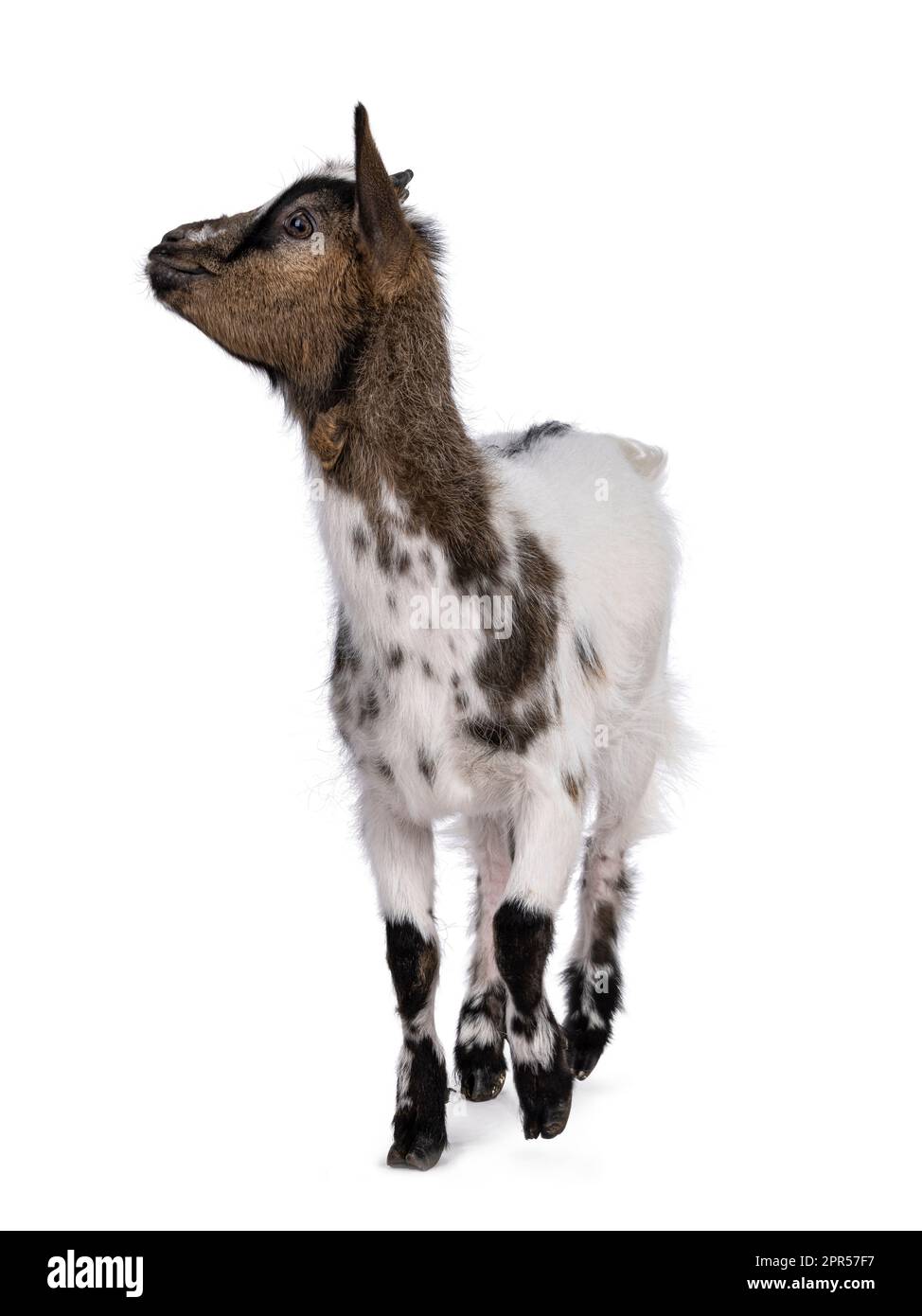 Cute white with brown Pygmy goat, standing facing front. Looking side ...