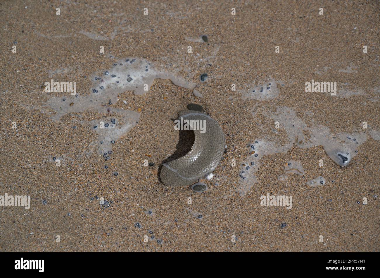 Necklace Shell: Euspira catena: Egg case on beach. Cornwall, UK Stock ...