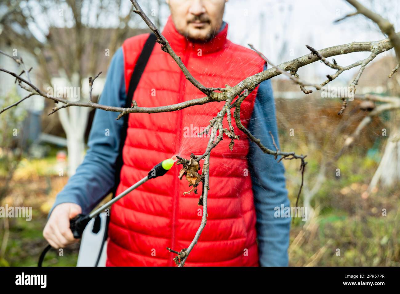 Spraying fruit trees with a pump sprayer with insecticides and ...