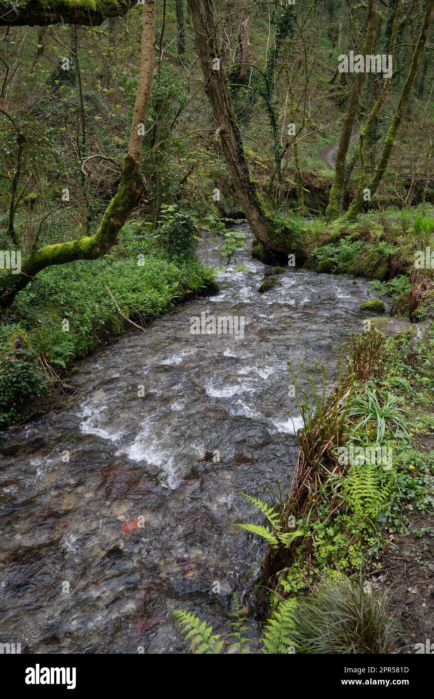 River Trevillet, leading up to St Nectans Glen, Tintagel, Cornwall, UK ...