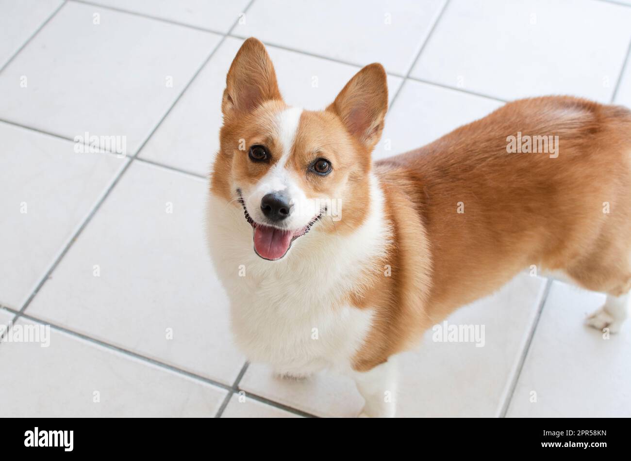 Portrait of Pembroke Welsh Corgi. Portrait of the dog looking at the ...
