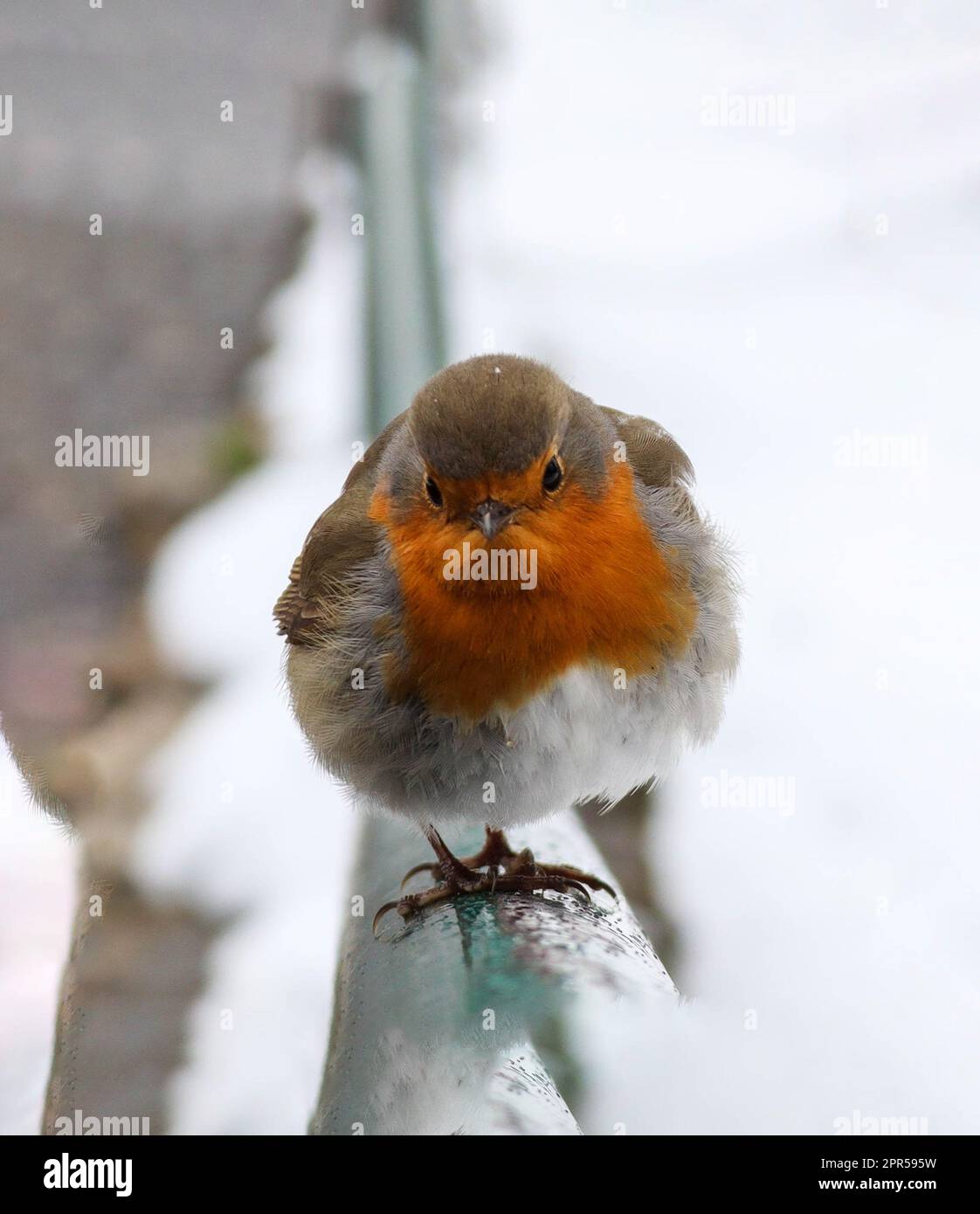 Close up photos taken of a very cute Robin bird in very cool weather ...