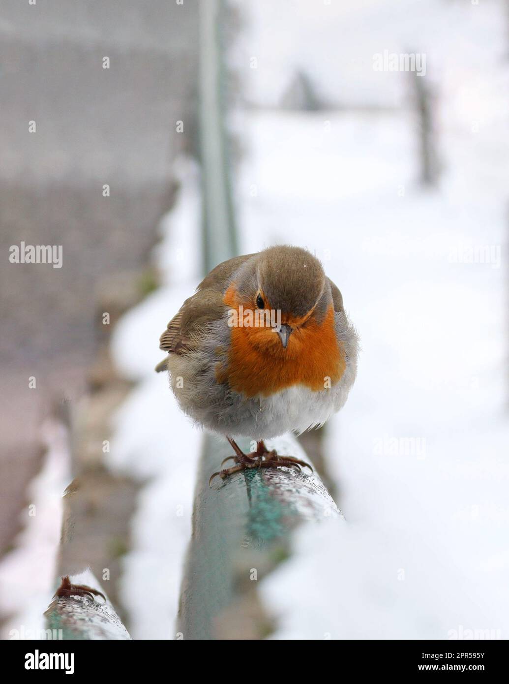 Close up photos taken of a very cute Robin bird in very cool weather ...