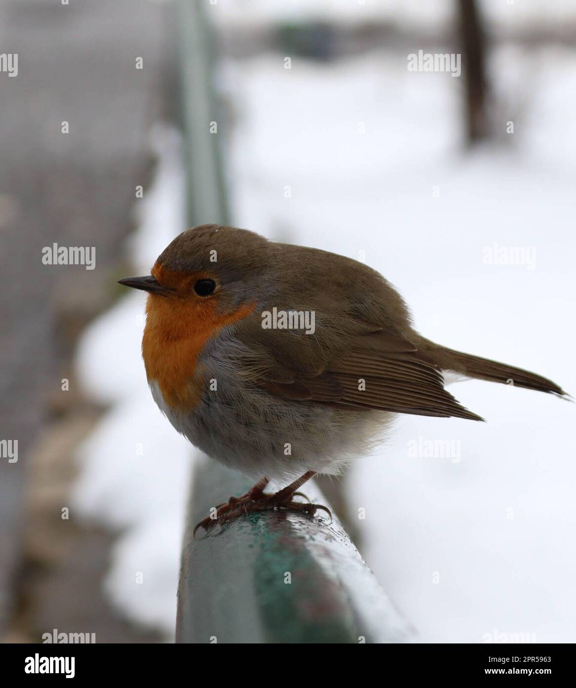 Close up photos taken of a very cute Robin bird in very cool weather ...