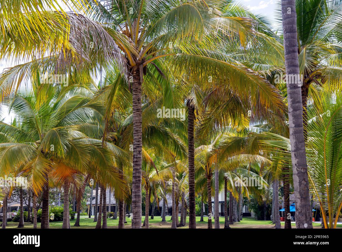 Lush greenery on beach exotic hi-res stock photography and images - Alamy