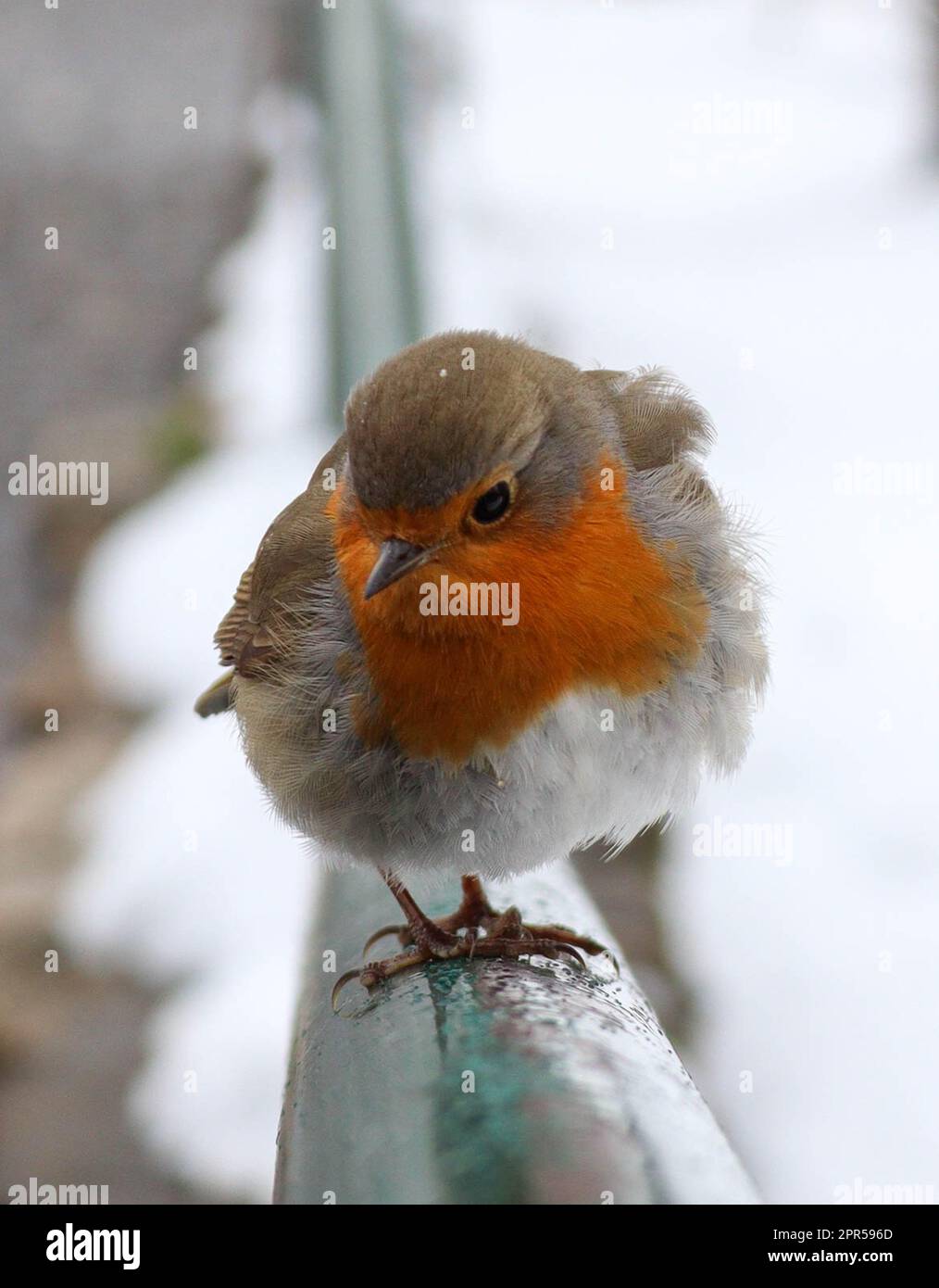 Close up photos taken of a very cute Robin bird in very cool weather ...