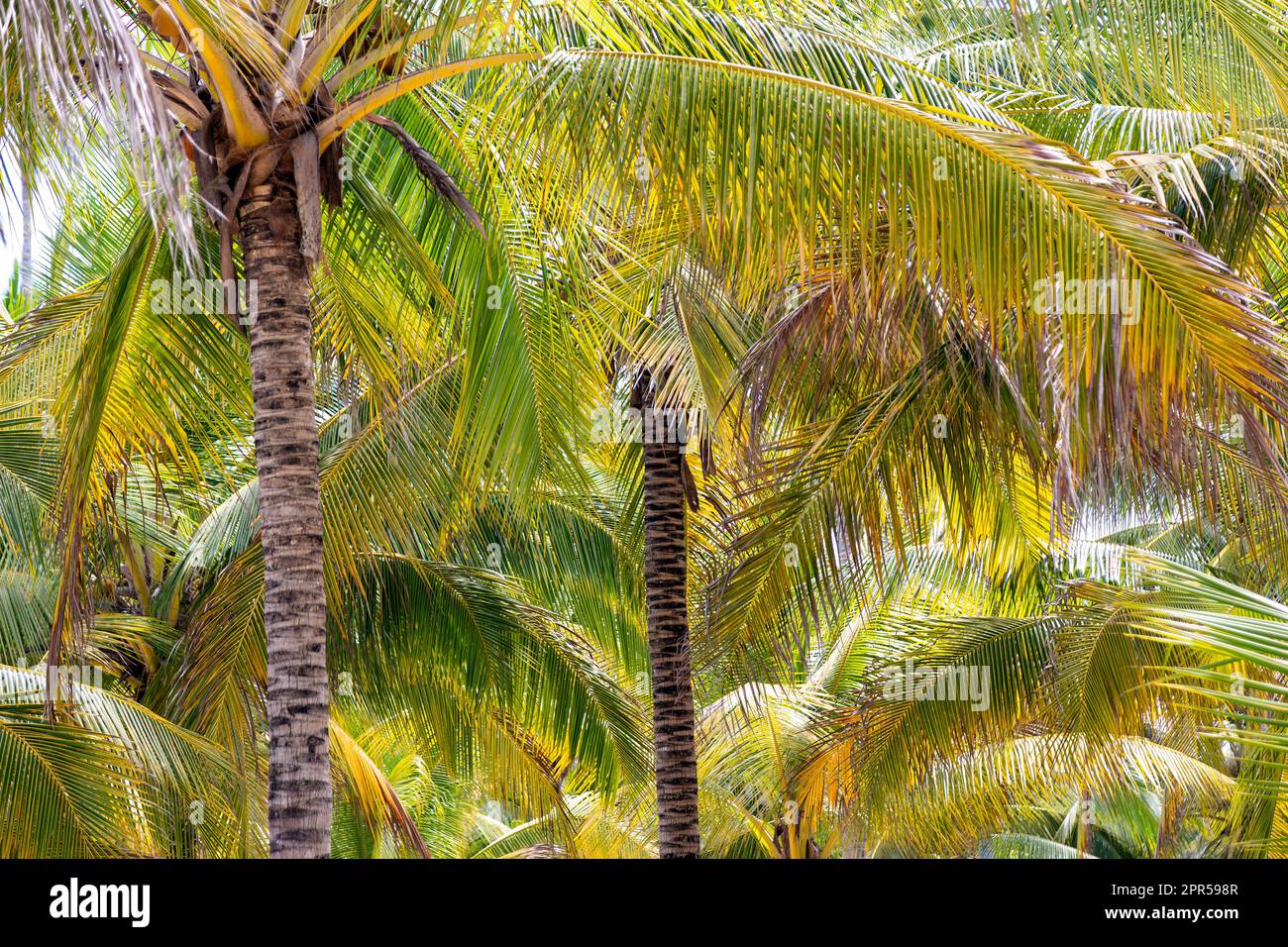 Lush tropical palm trees on a beach in Mexico along the Pacific Coast ...