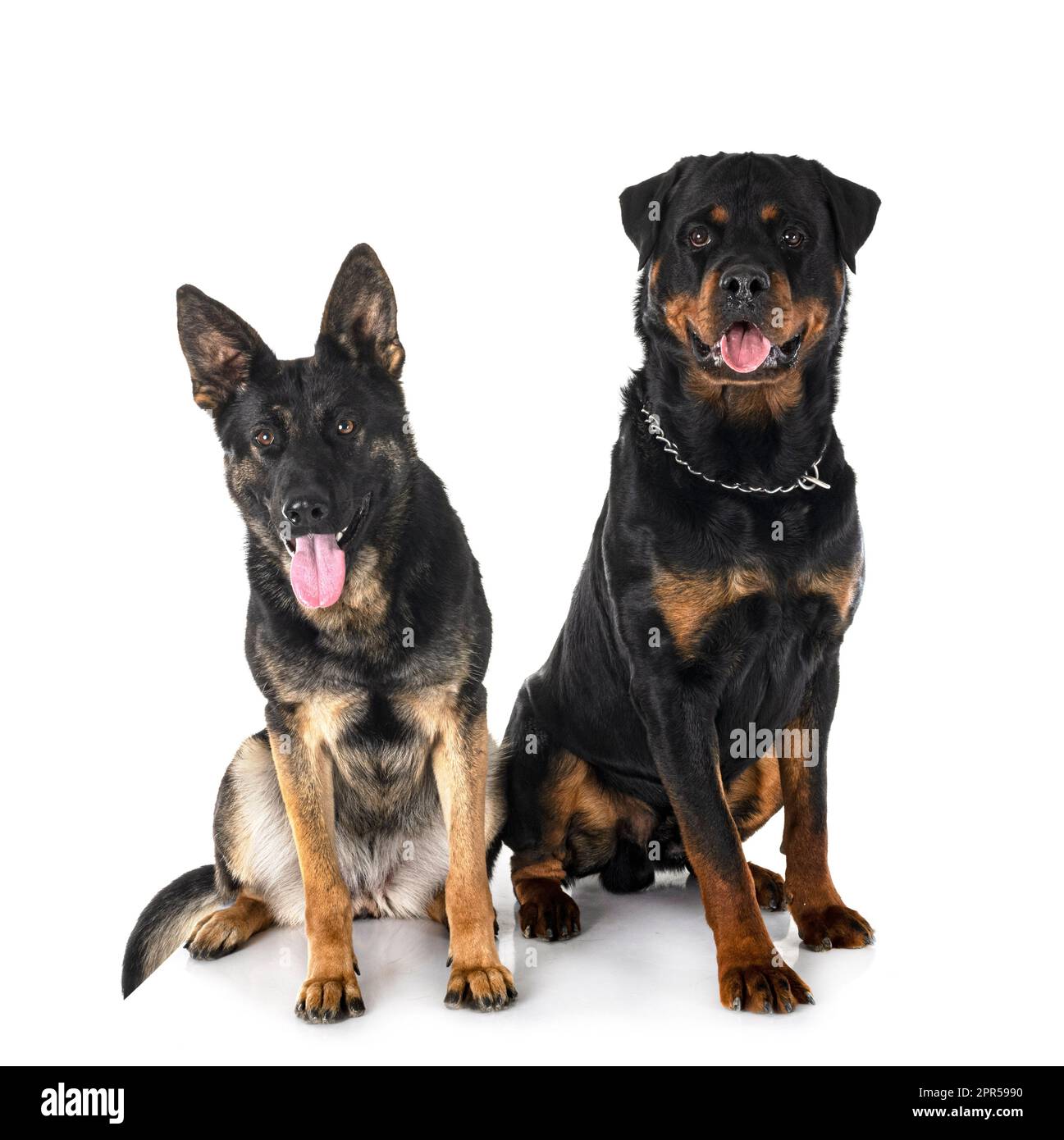 young german shepherd and rottweiler in front of white background Stock ...
