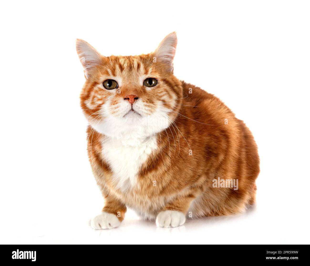 ginger cat in front of white background Stock Photo - Alamy