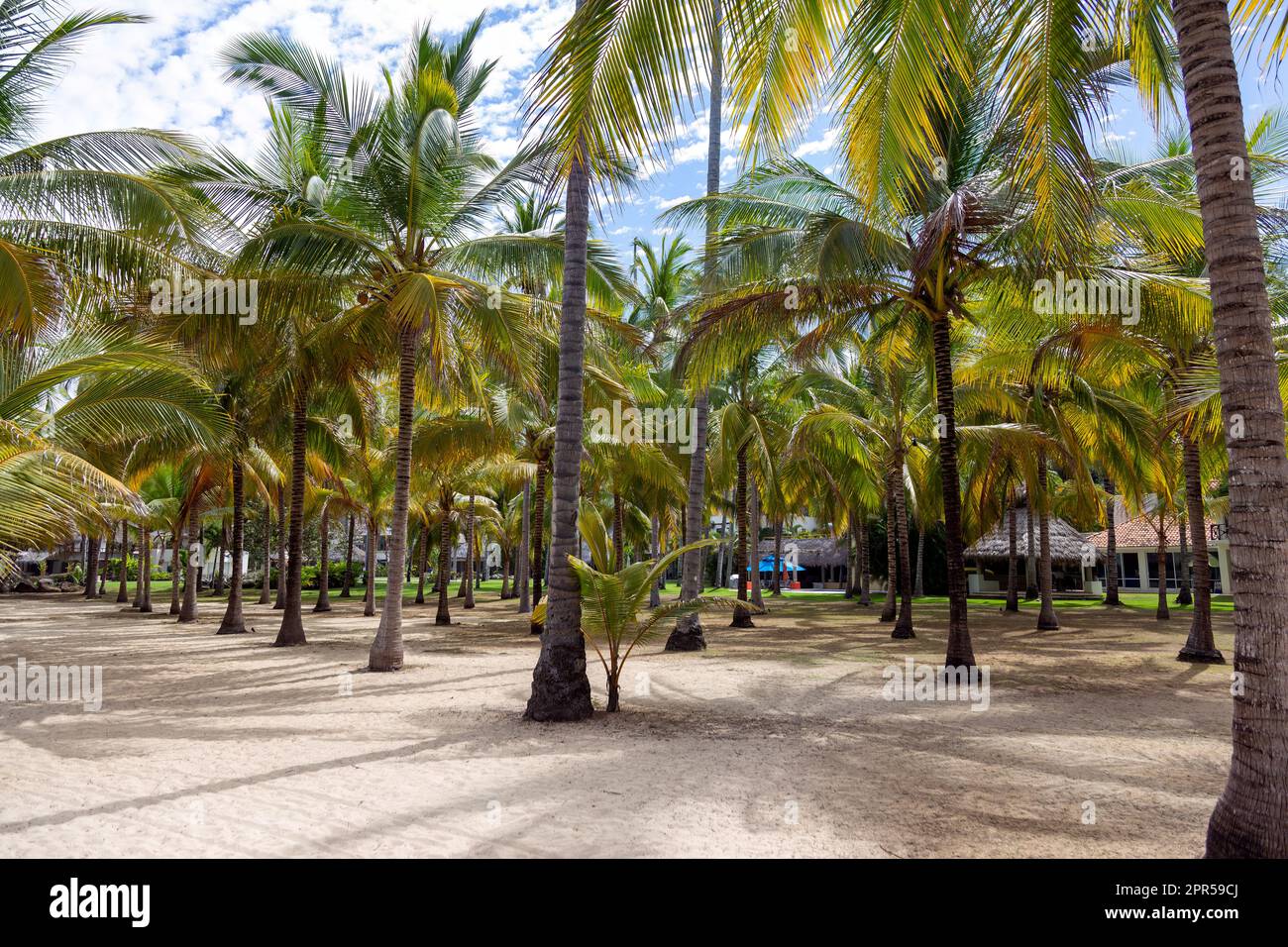 Lush tropical palm trees on a beach in Mexico along the Pacific Coast ...