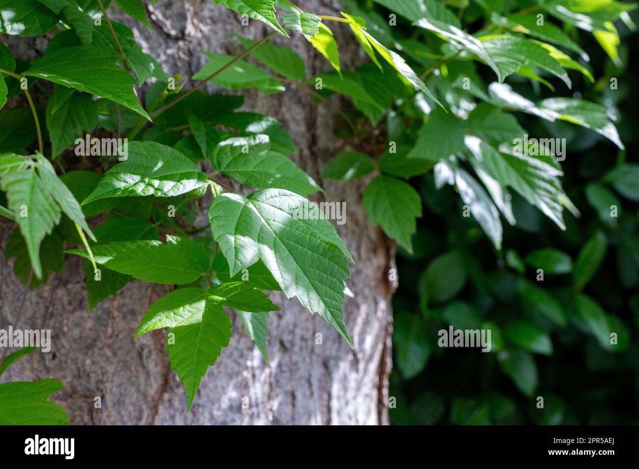 Detail of a sugar maple tree in spring. Nature background Stock Photo ...