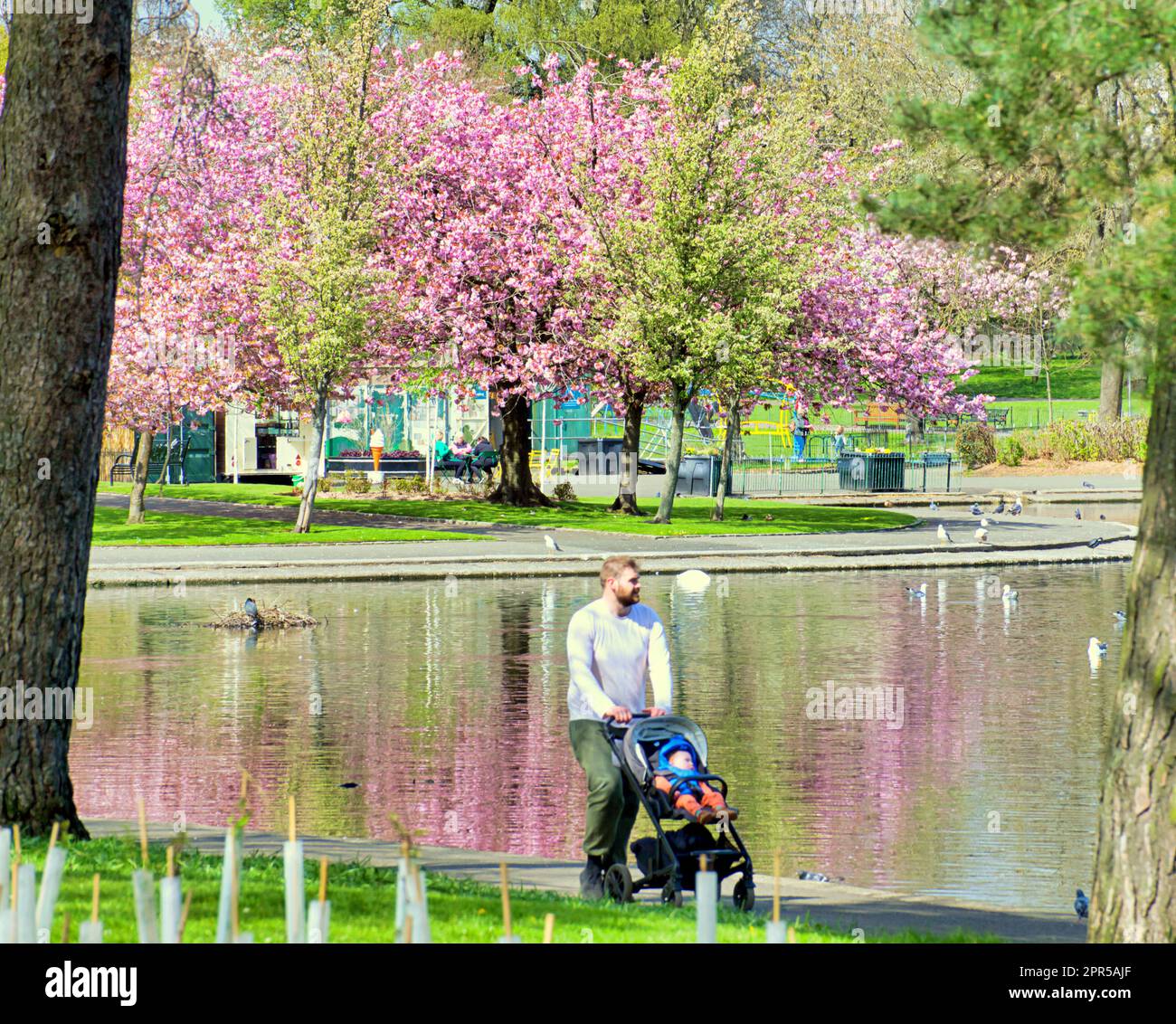 Glasgow, Scotland, UK 26th , April, 2023. UK Weather: Sunny city Cherry ...