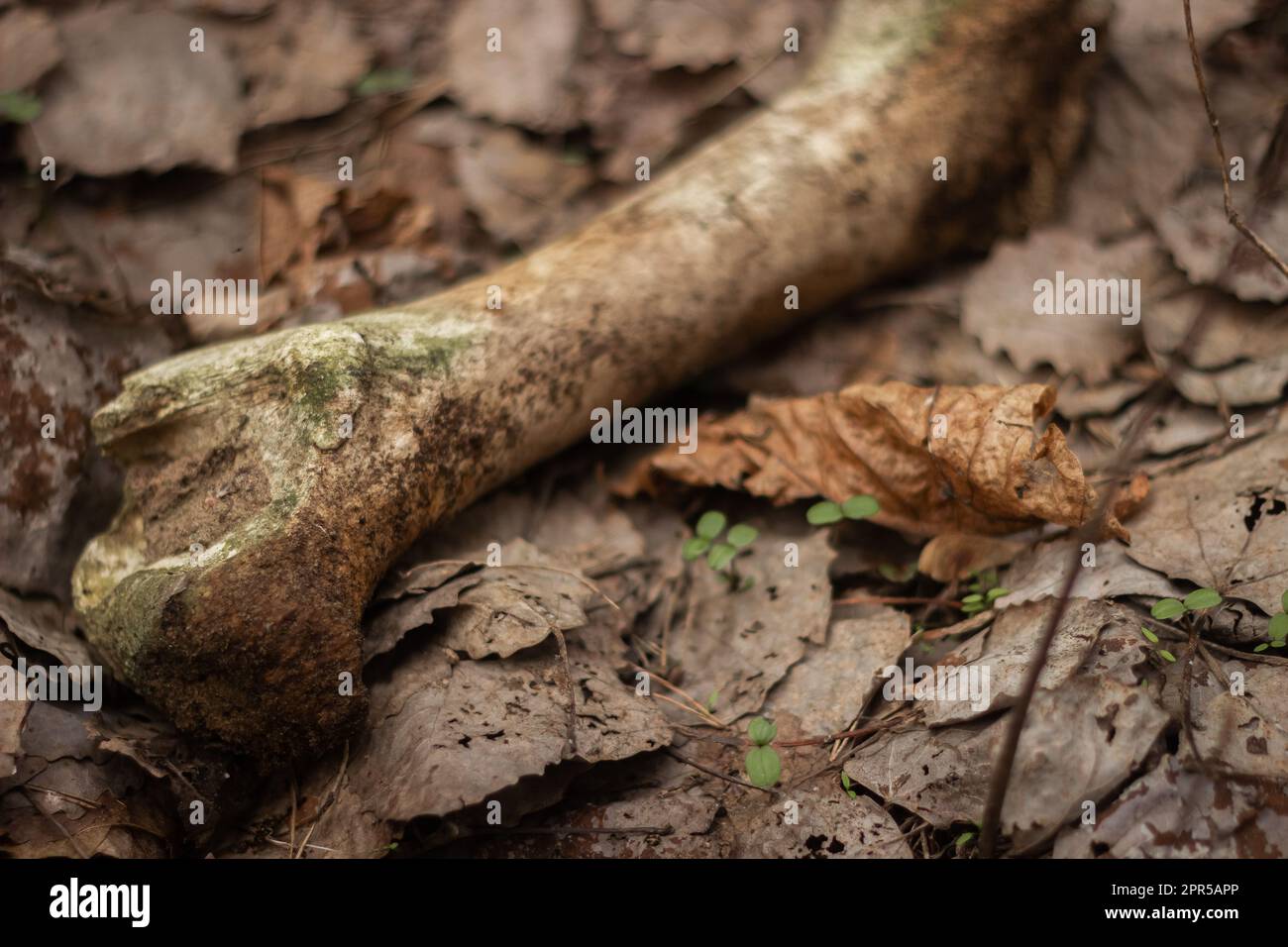 Old animal bone in nature in the grass Stock Photo - Alamy