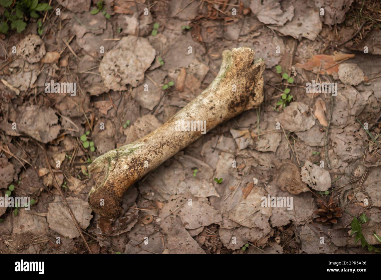 Old animal bone in nature in the grass Stock Photo - Alamy