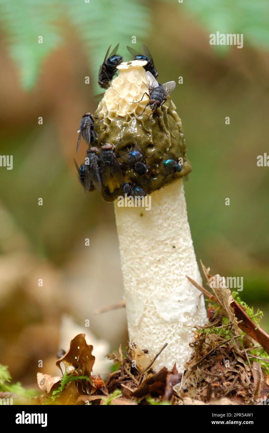 Spore bearing jelly hi-res stock photography and images - Alamy