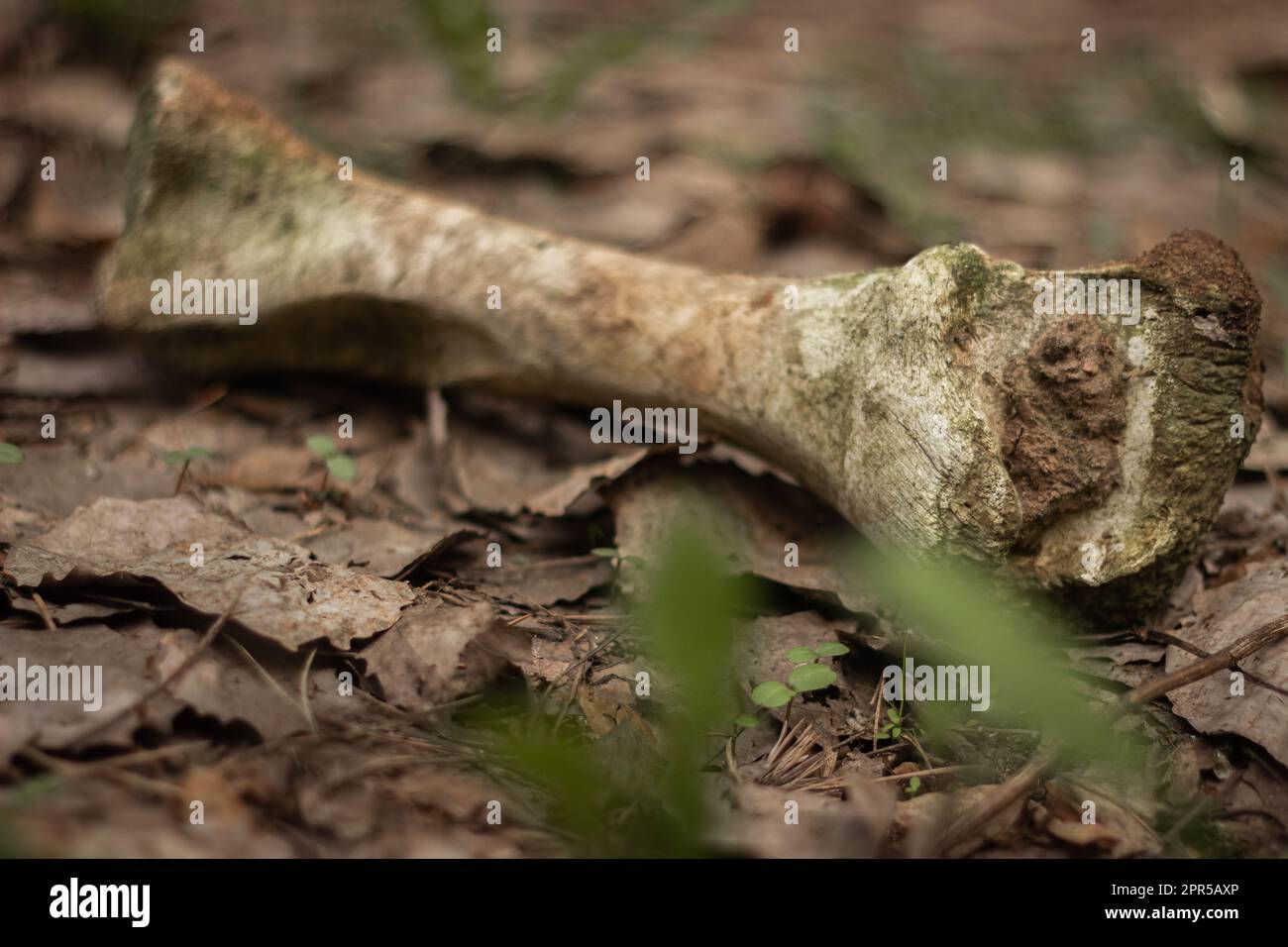 Old animal bone in nature in the grass Stock Photo - Alamy