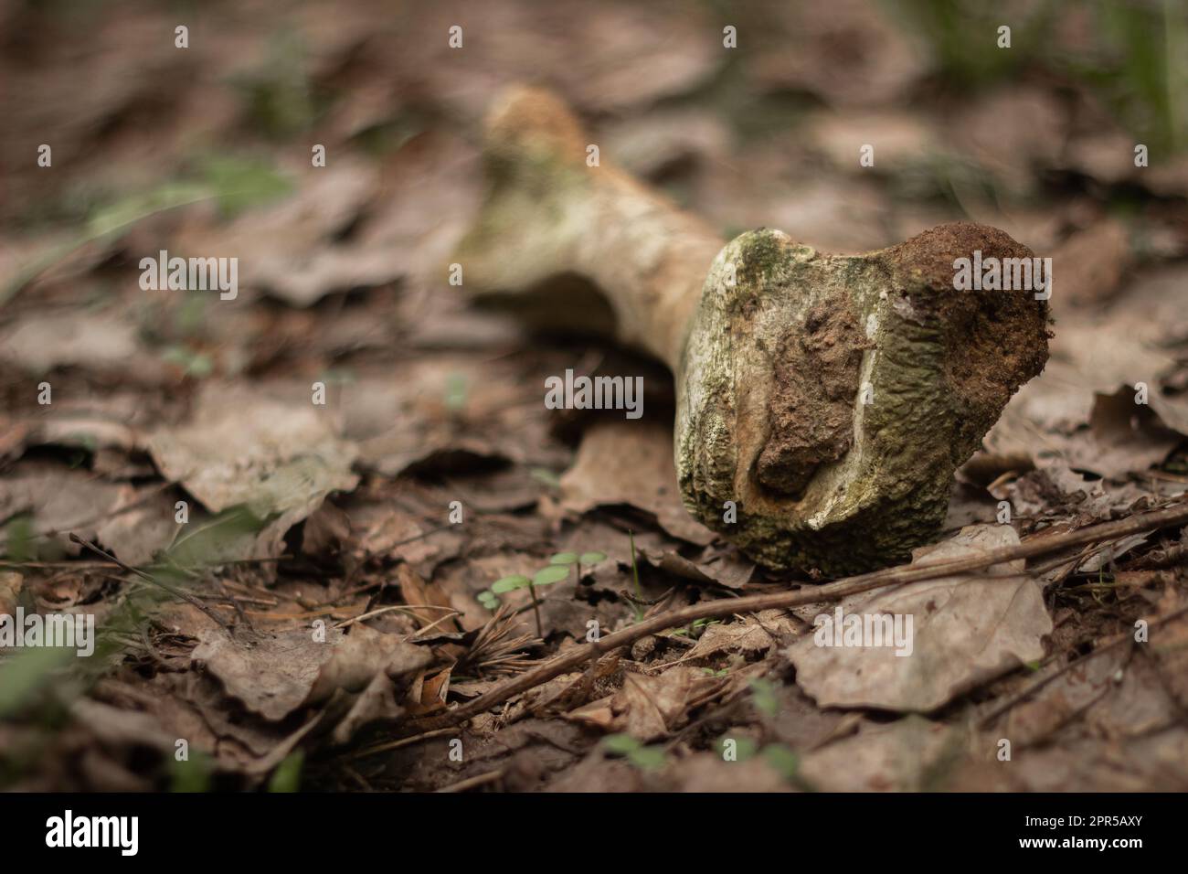 Old animal bone in nature in the grass Stock Photo - Alamy