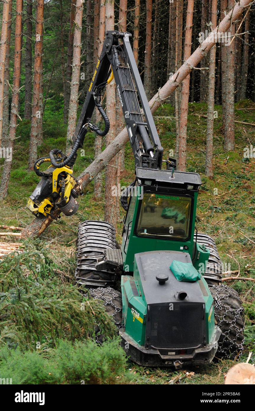 Timber harvesting machine felling and processing scots pine (Pinus ...