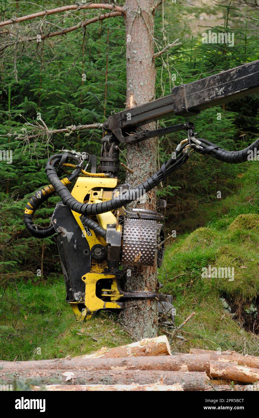 Timber harvesting machine felling and processing scots pine (Pinus ...