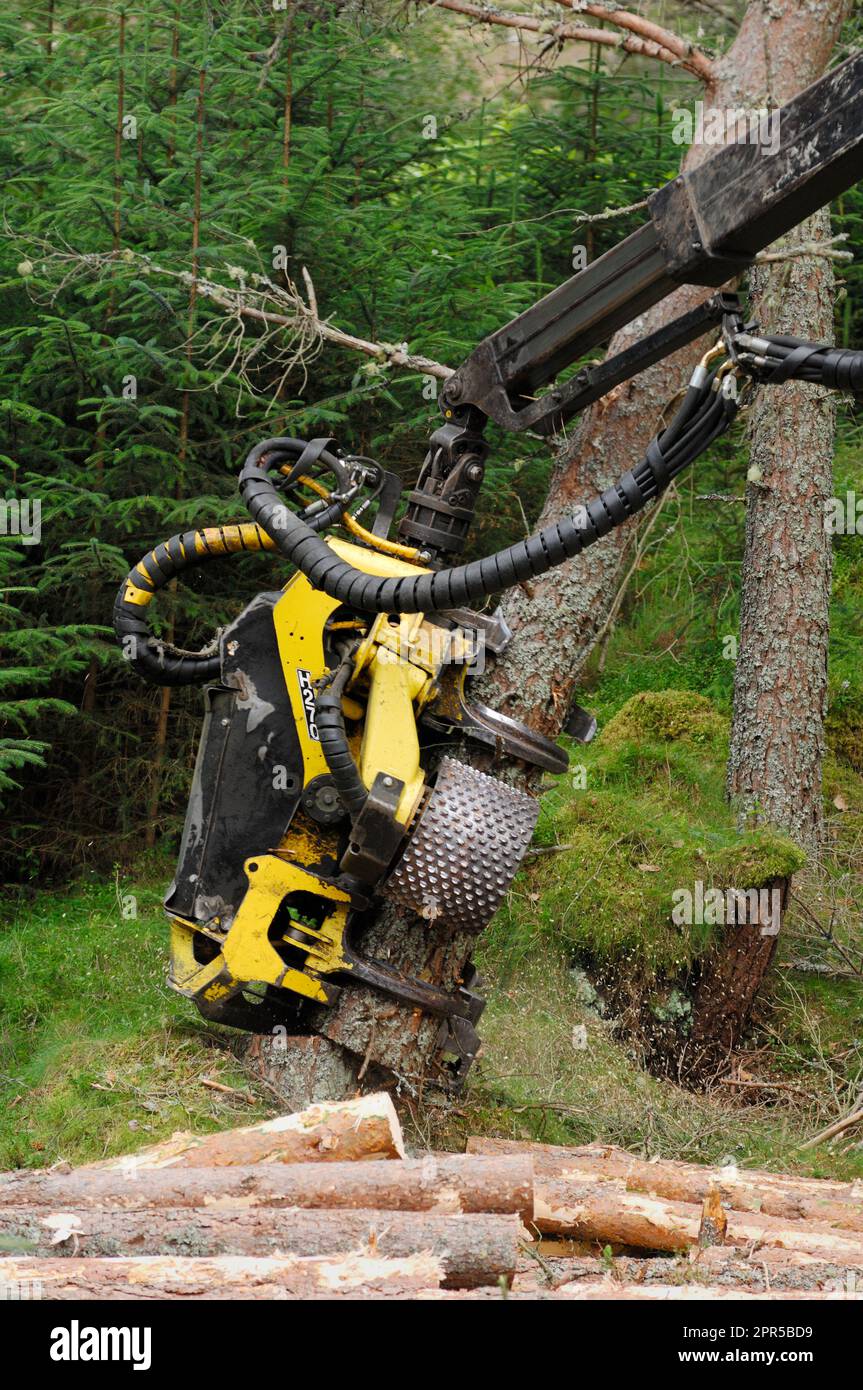 Timber harvesting machine felling and processing scots pine (Pinus ...