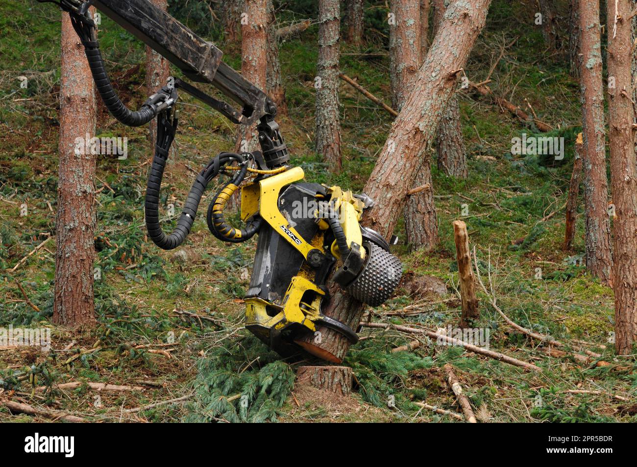 Timber harvesting machine felling and processing scots pine (Pinus ...