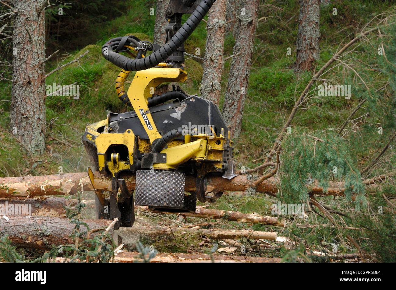 Timber harvesting machine felling and processing scots pine (Pinus ...
