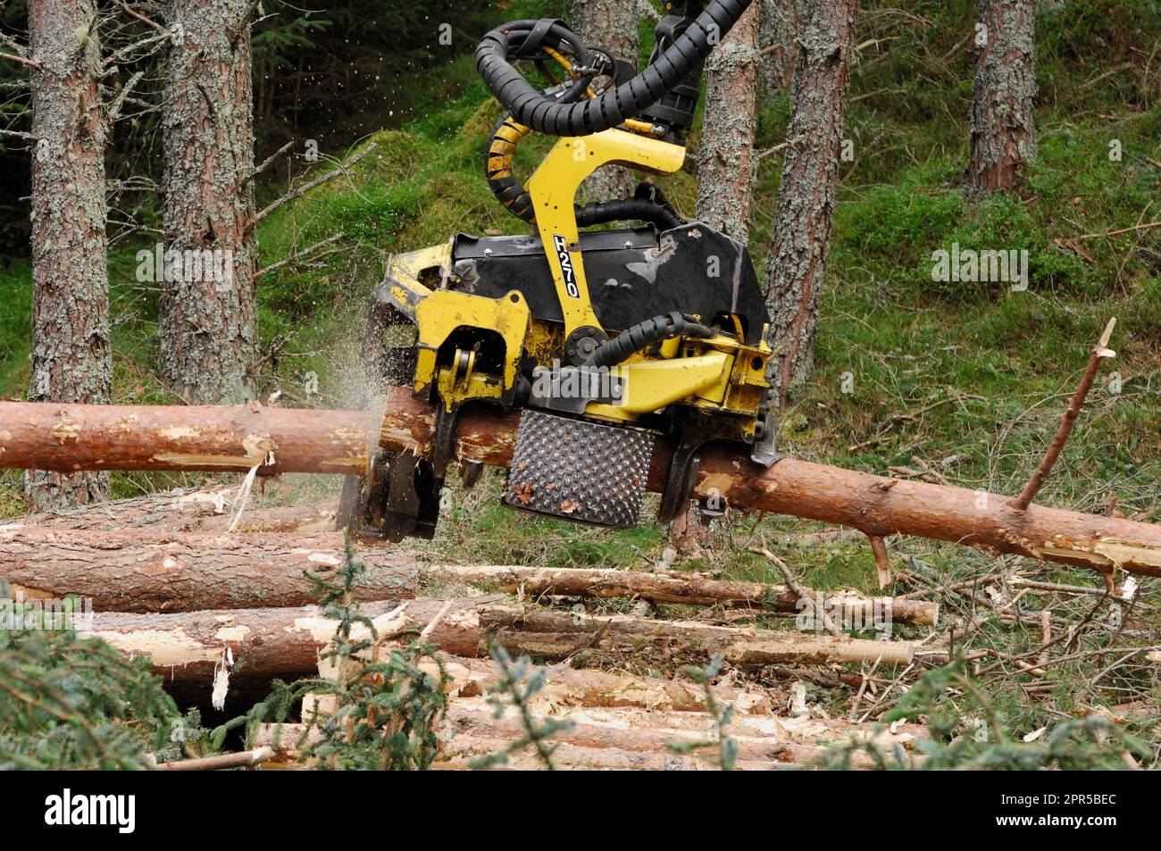 Timber harvesting machine felling and processing scots pine (Pinus ...