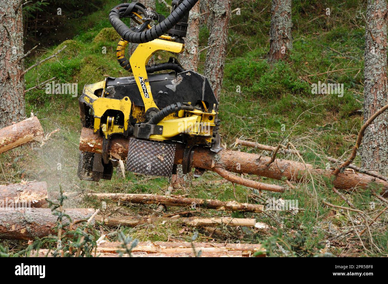 Timber harvesting machine felling and processing scots pine (Pinus ...