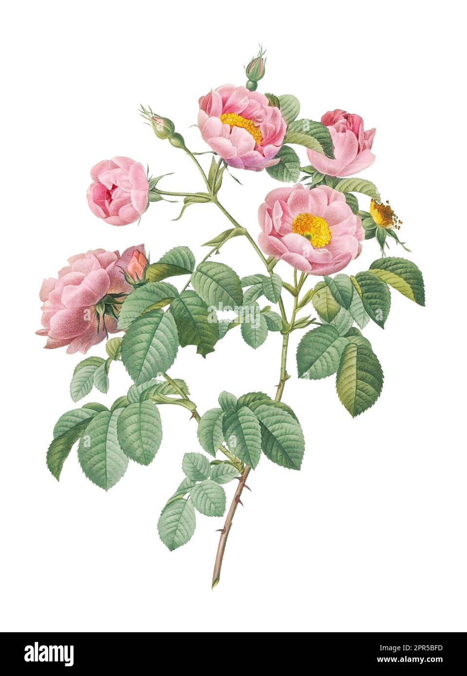 Green background accented Cut Out Stock Images & Pictures - Alamy