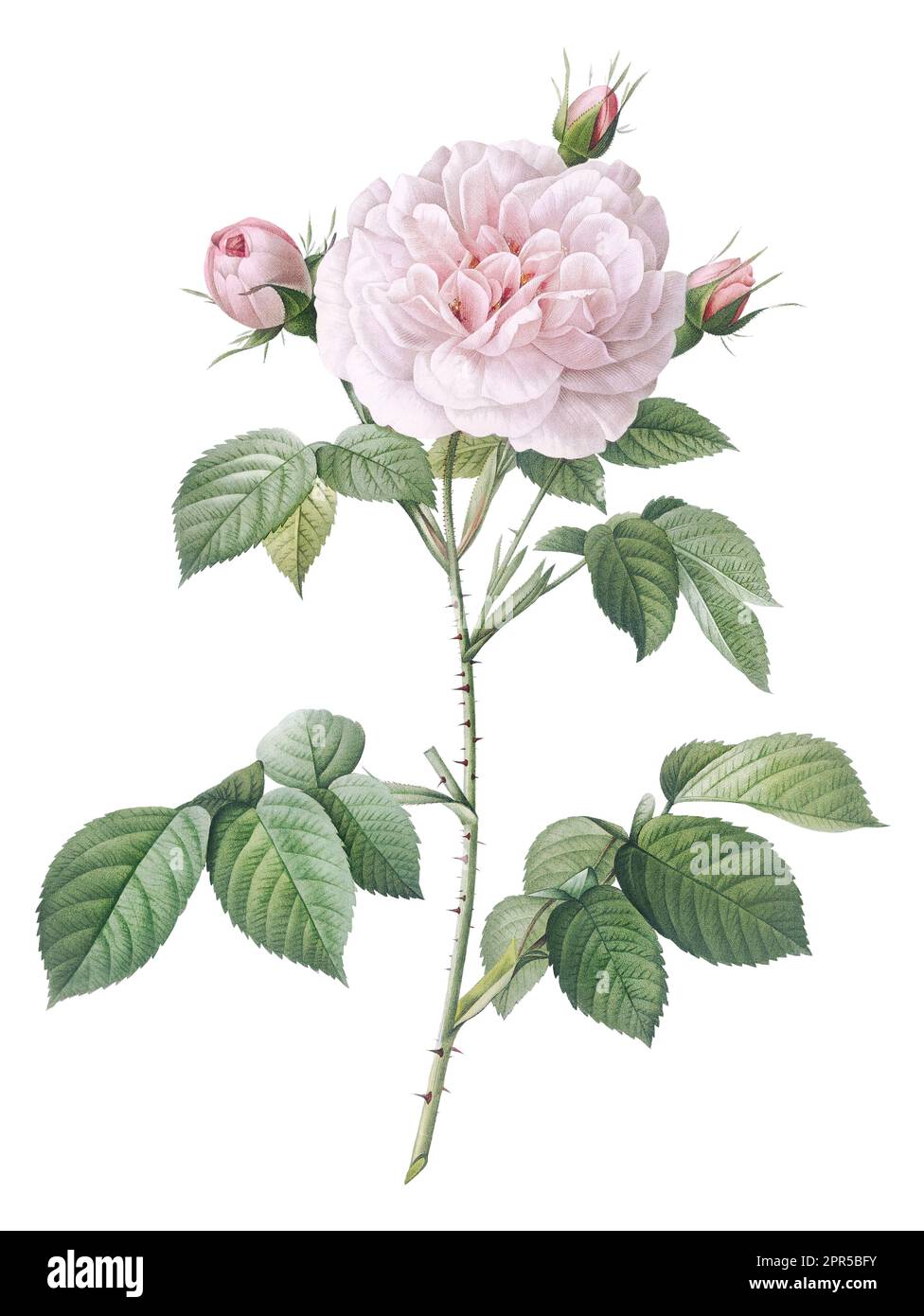 Stunning backdrop Cut Out Stock Images & Pictures - Alamy