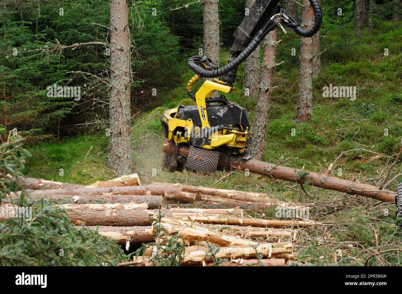 Timber harvesting machine felling and processing scots pine (Pinus ...