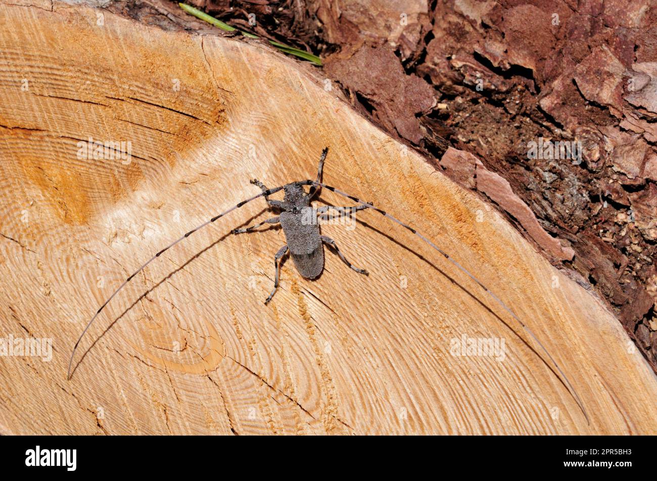 Timberman Beetle (Acanthocinus aedilis) on dead scots pine, Glen Affric ...