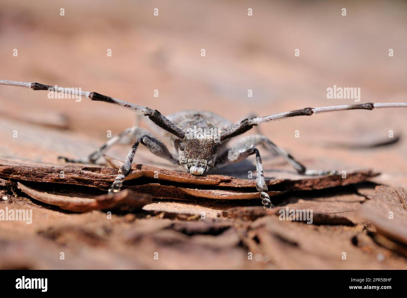Timberman Beetle (Acanthocinus aedilis) on dead scots pine, Glen Affric ...
