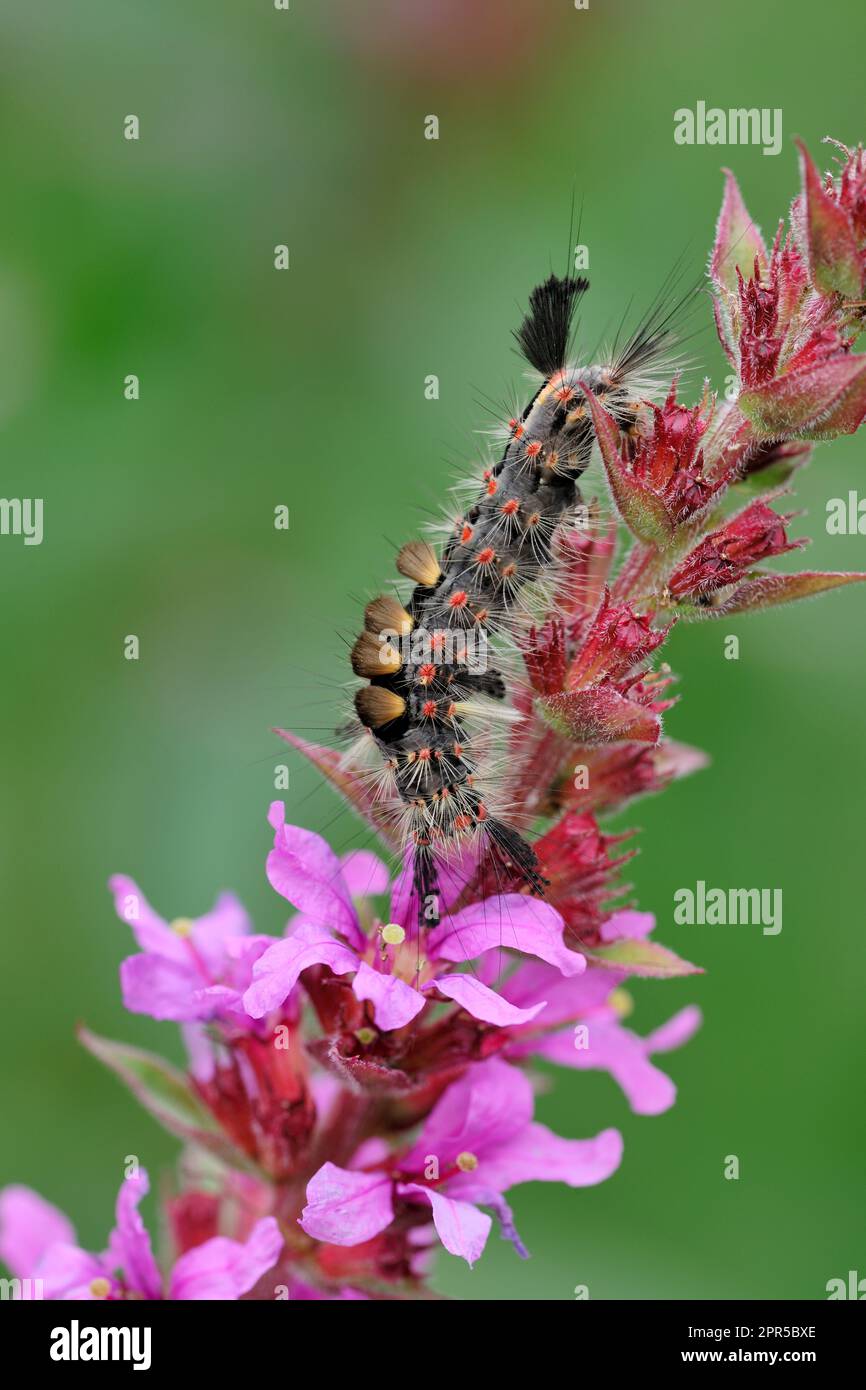 Vapourer moth (Orgyia antiqua) larvae / caterpillar on Purple ...