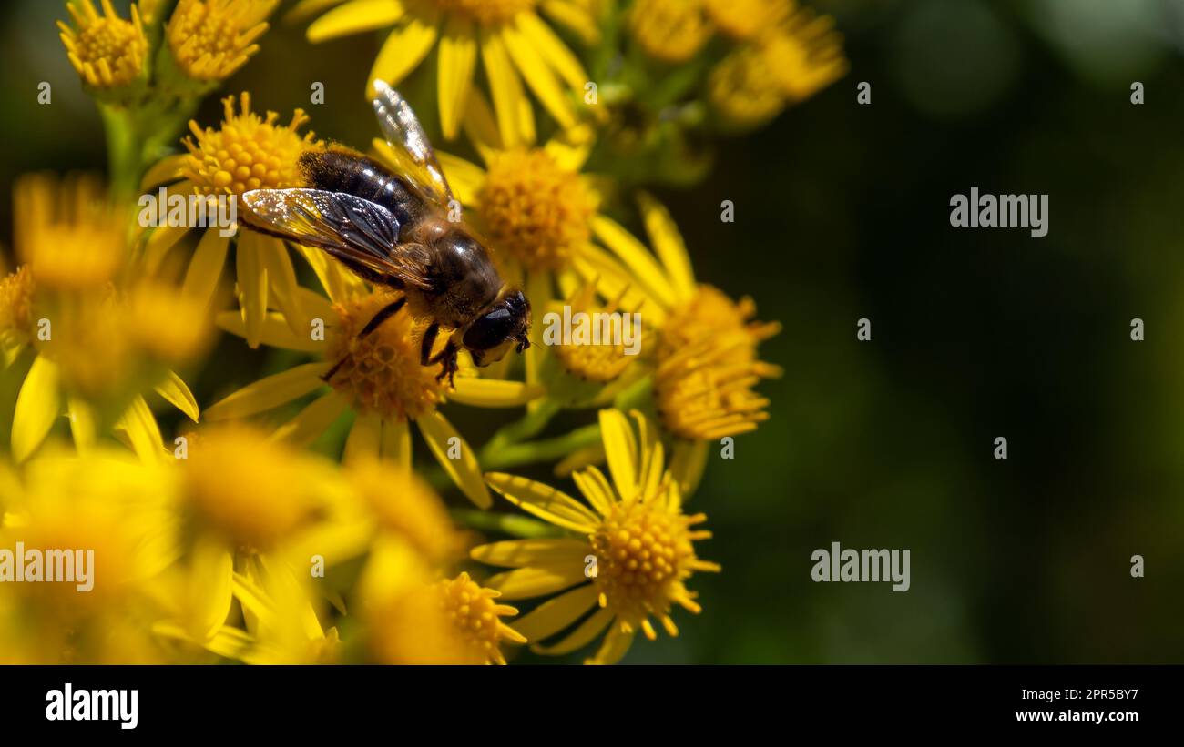 A large bee-like fly sits on a yellow flower, macro. Hover flies, also ...