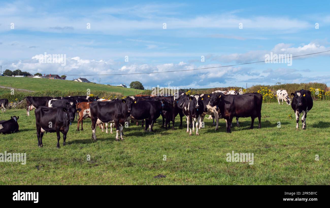 A herd of cows on a green pasture of a dairy farm in Ireland. A green ...