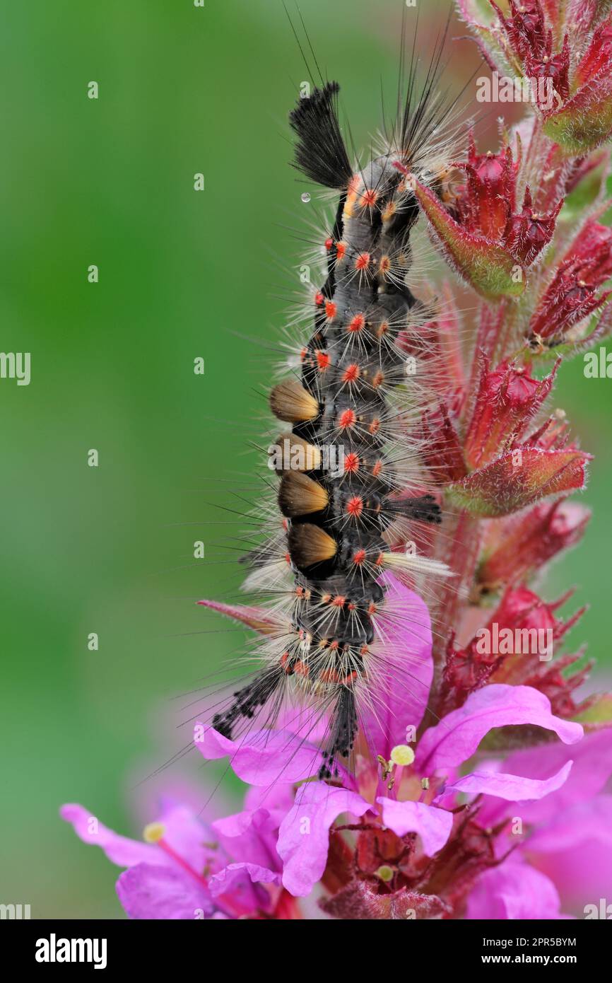 Vapourer moth (Orgyia antiqua) larvae / caterpillar on Purple ...