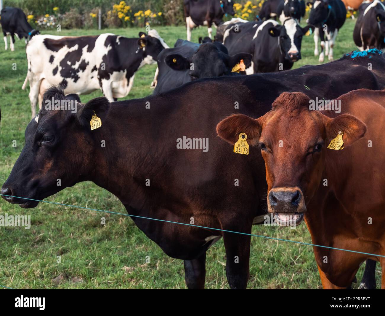 Hornless hi-res stock photography and images - Alamy