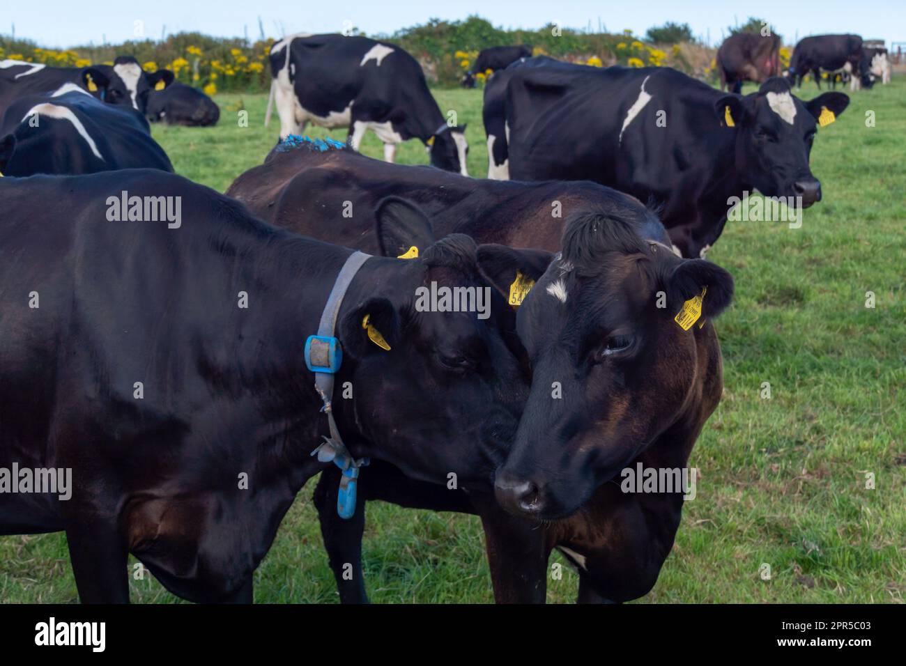 A few hornless cows in the green pasture of an Irish livestock farm on ...