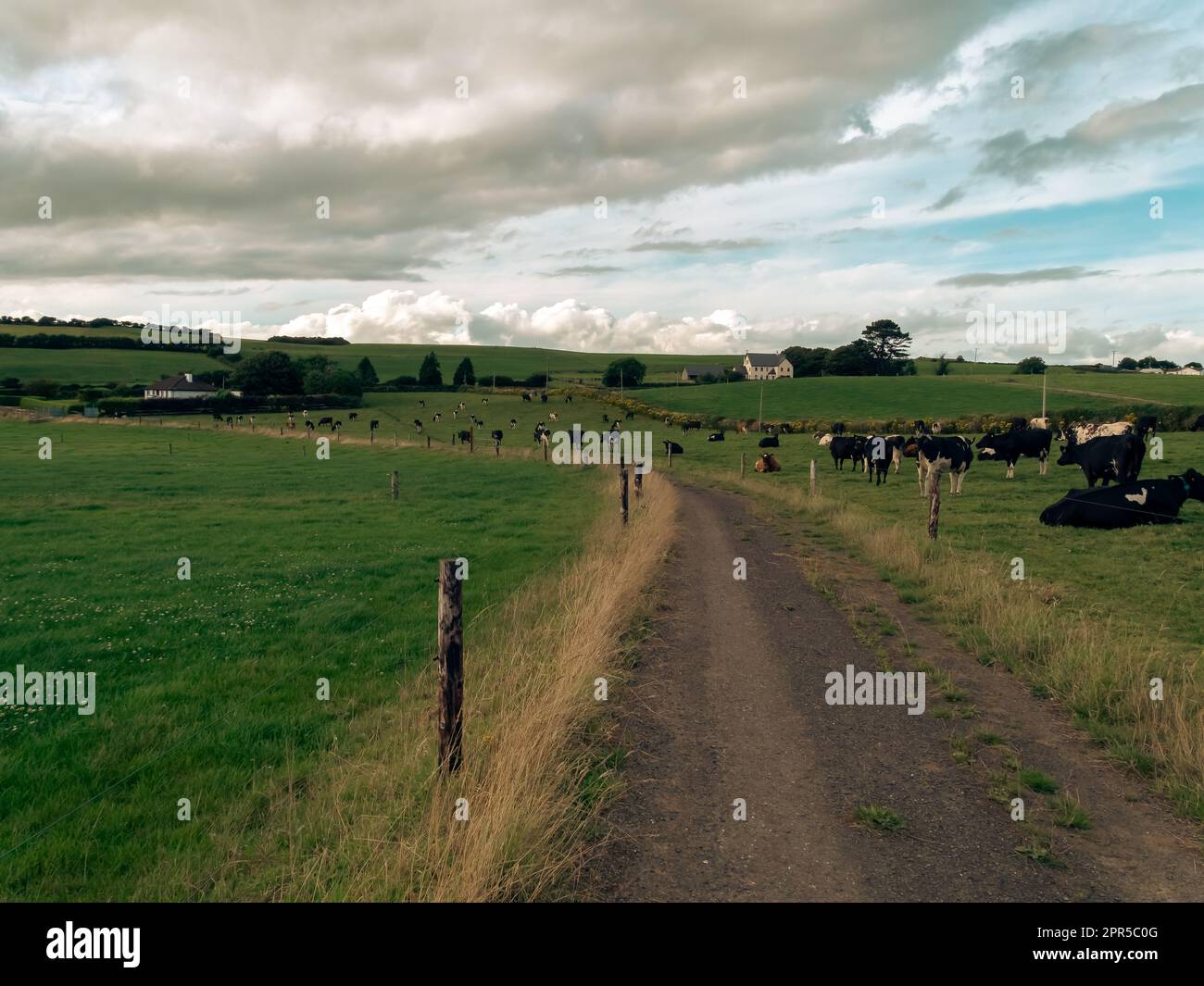 A country road between two farm fields in Ireland in summer. A herd of ...