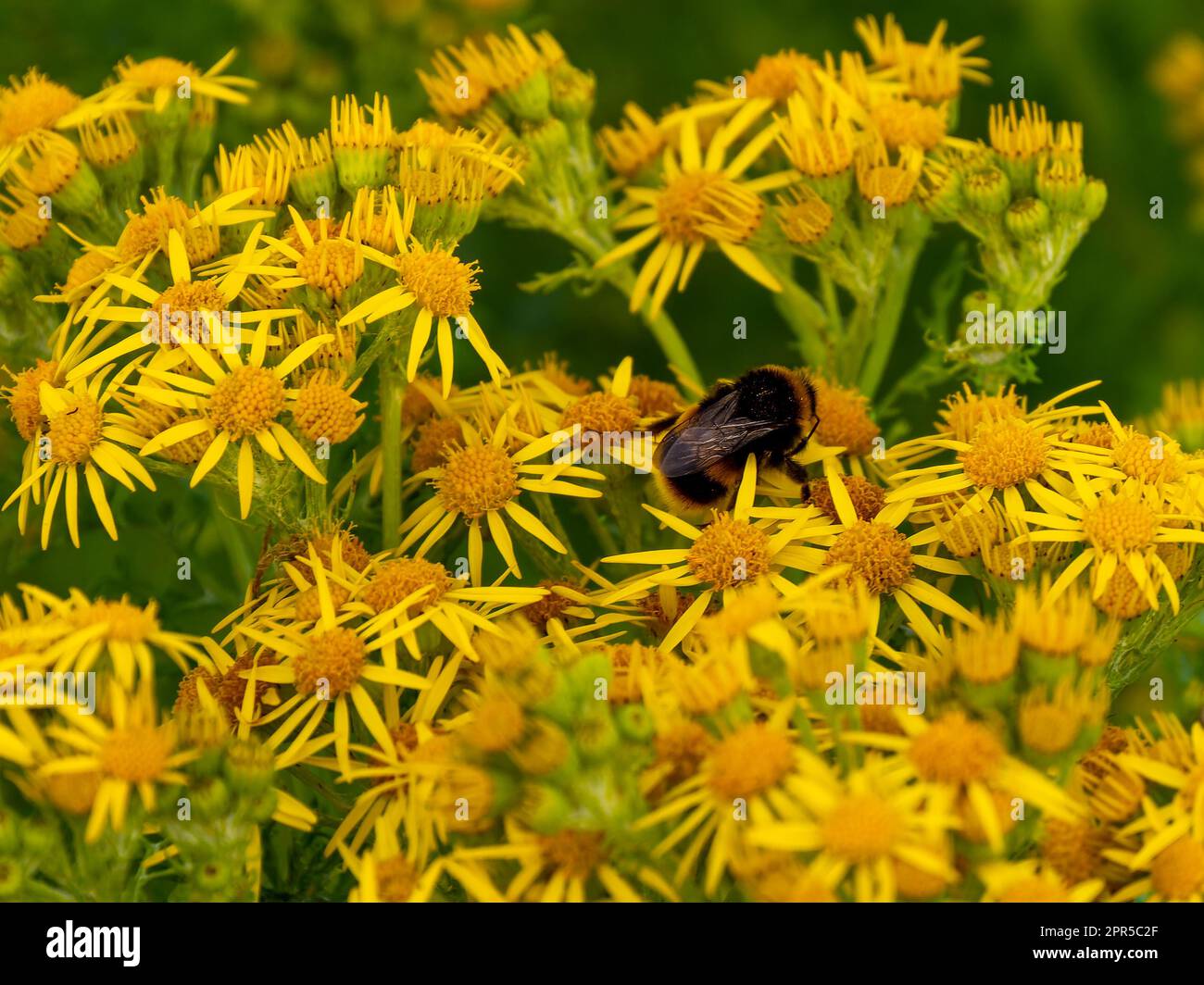 One fluffy bumblebee collects pollen on inflorescences of small yellow ...