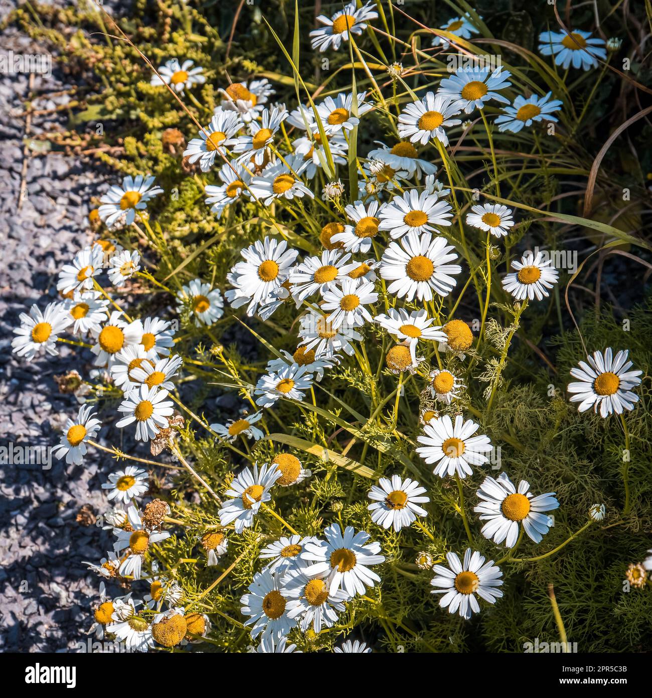 Lots of white chamomile flowers. Beautiful wildflowers with white ...