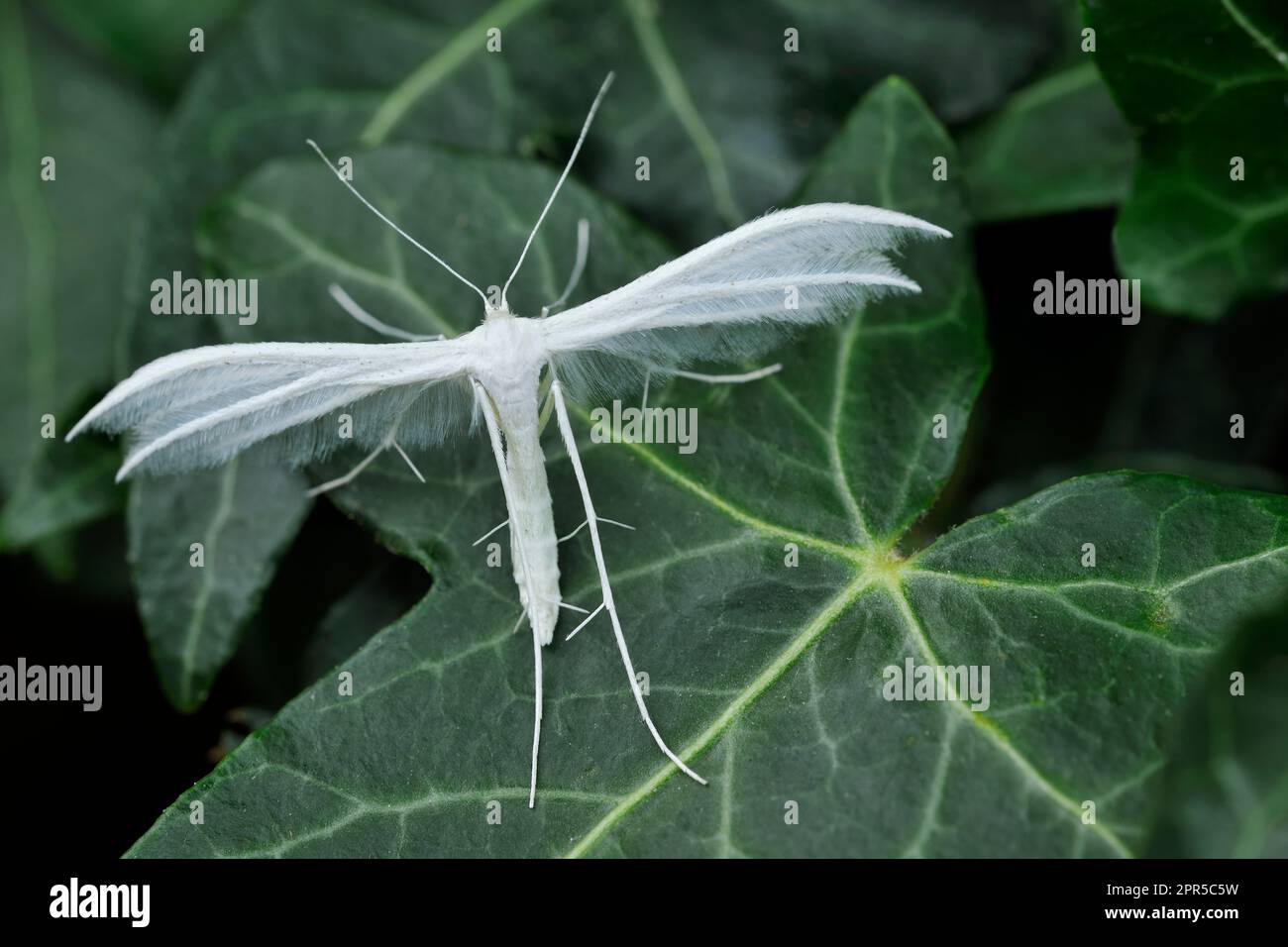 White Plume Moth (Pterophorus pentadactyla) individual at rest on an ...