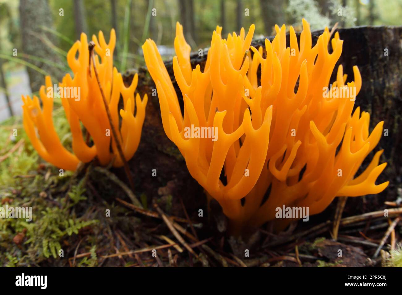 Yellow Antler / Yellow Stagshorn Fungi (Calocera viscosa) tufts growing ...